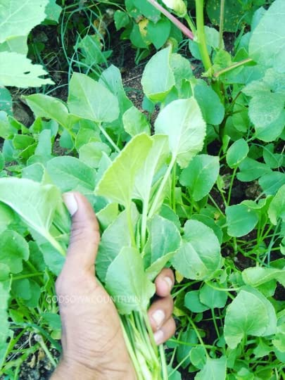 GODSOWNCOUNTRYIN Chukka Kurra Seeds - Chukka Koora, Khatta Palak, Green ...