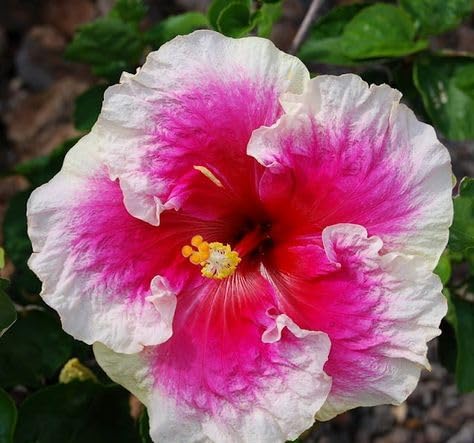 Cloud Farm Live Dwarf Hibiscus Flower Plant (Pink) Gudhal Live Plant CF ...