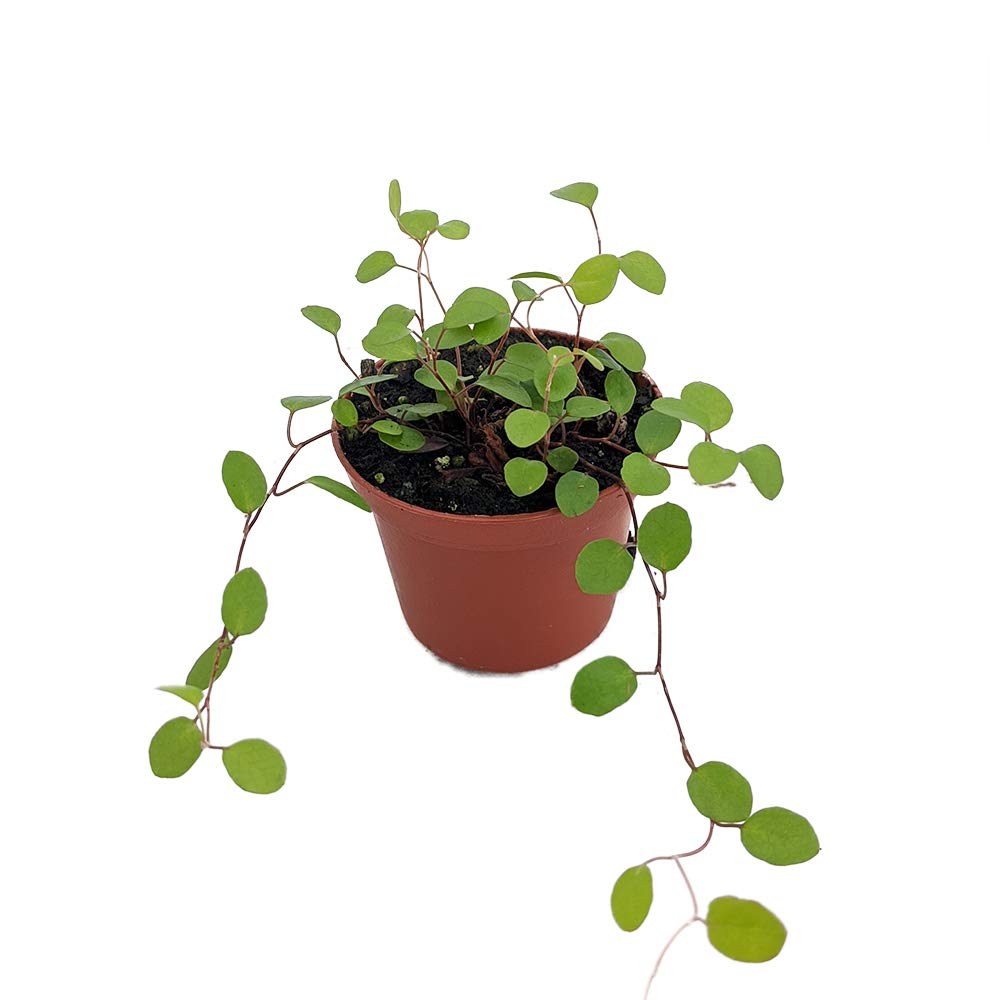 Amazon.com : Biblical Angel Vine - Muehlenbeckia - Houseplant/Terrarium ...