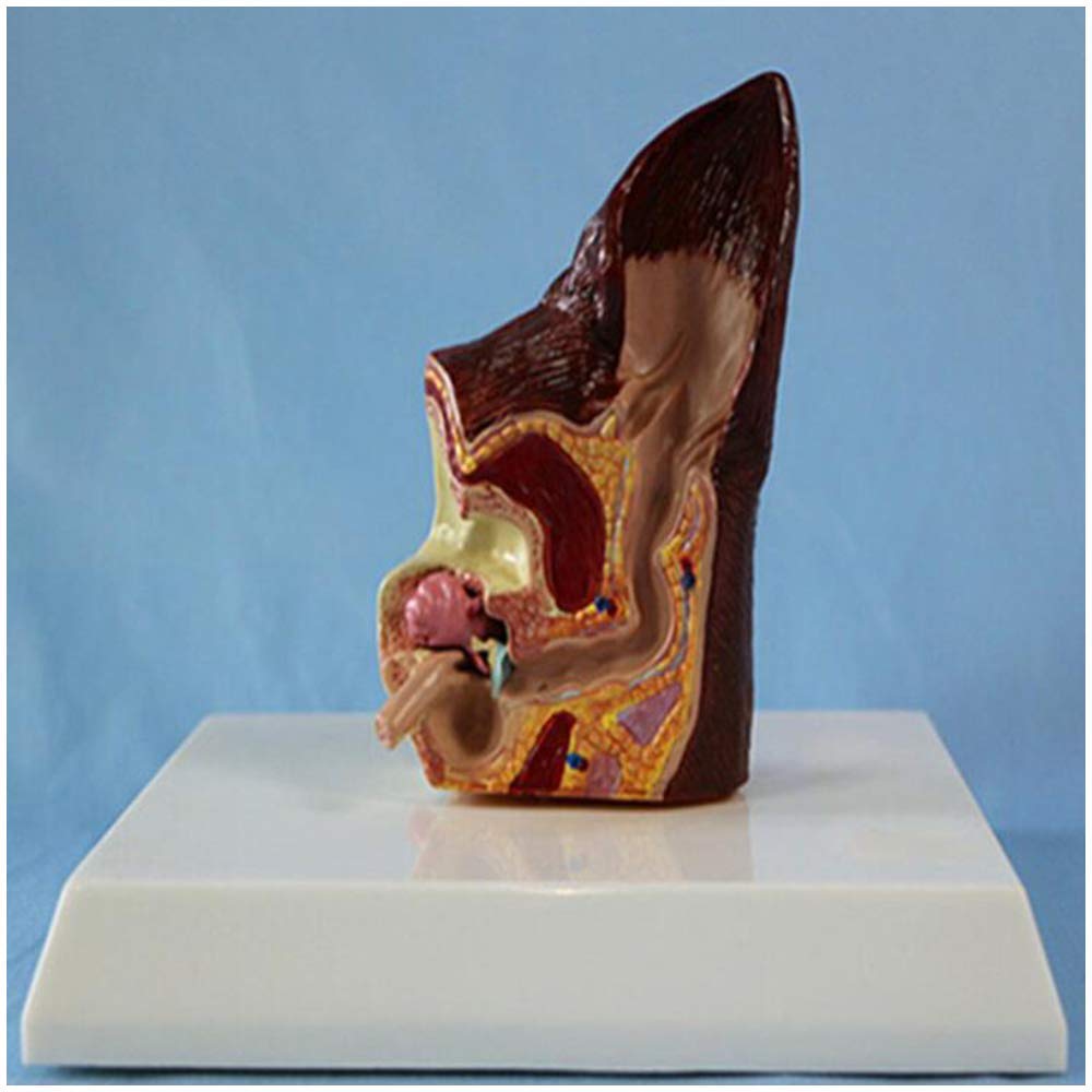 Beaghty Pathological Dog Ear Model Dog Canine Ear Anatomy Model ...