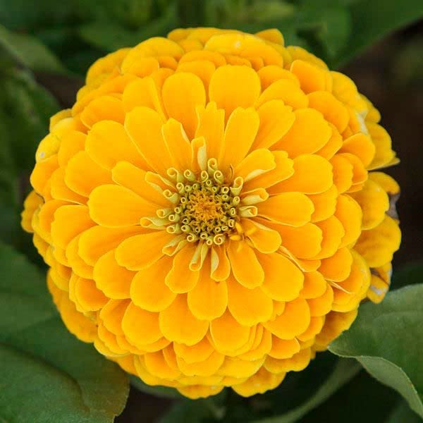 Zinnia Hybrid Flower Plants Flower All Season for Home Garden 200 Seeds ...