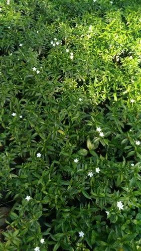 Cloud Farm Live Chinese Tagar Mini Chandni Crape Jasmine Flower Live ...