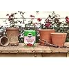 Amazon.com : Miracle-Gro Water Soluble Rose Plant Food, 1.5 lb ...