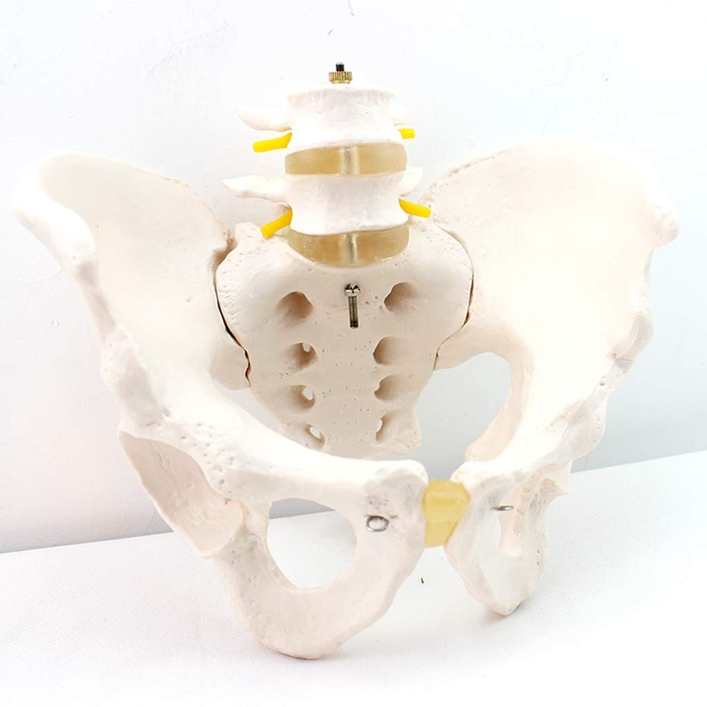 Buy Study Model Human Anatomy Science Models -Human Pelvic Anatomical ...