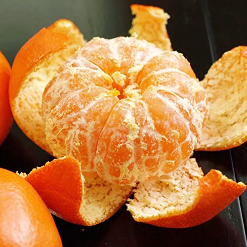 Satsuma orange - How to grow & care