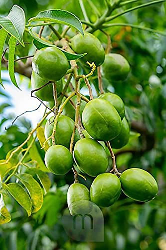 Indian Hog Plum/Ambazham Grafted Fruit Tree Live Plant : Amazon.in ...