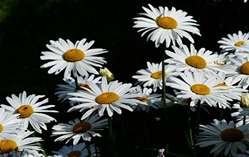 Creative Farmer Herbal Plant Seeds - Babunnej Chamomile Kitchen Garden ...