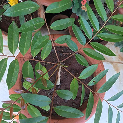 Creative Farmer Tree Healthy Live Plant Lakshmi Taru Plant (Simarouba ...