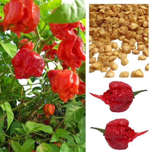 Be-Creative Carolina Reaper Chilli Pepper Seeds - Viable Seeds, Super ...