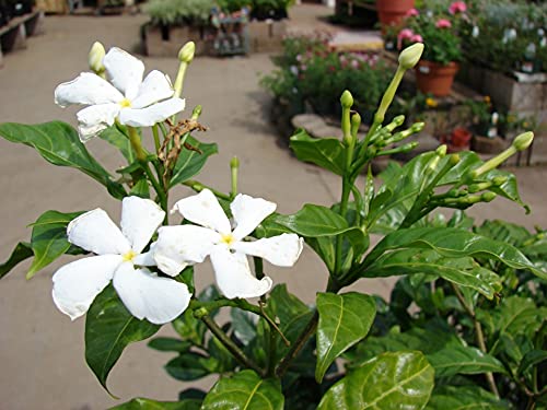 Growing Plants Tagar Tagari Chandni Sagar Pinwheelflower Crape Jasmine ...