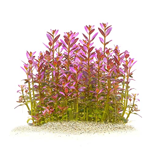 Rotala +++ 2024 | heimaquaristik.de