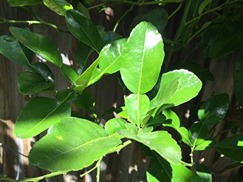 Amazon.com : Fresh Thai Kaffir (Kieffer) Lime Leaves - 5 Oz (Bear Farms ...
