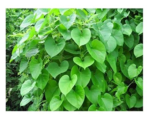 Modern Plants Live Neem Giloy/Heart-Leaved Medicinal Plant with Pot ...