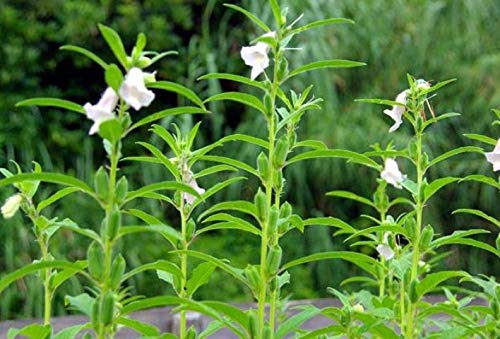 Plant House Live White Til-Gingelly sesame Medicinal Plant With Pot ...