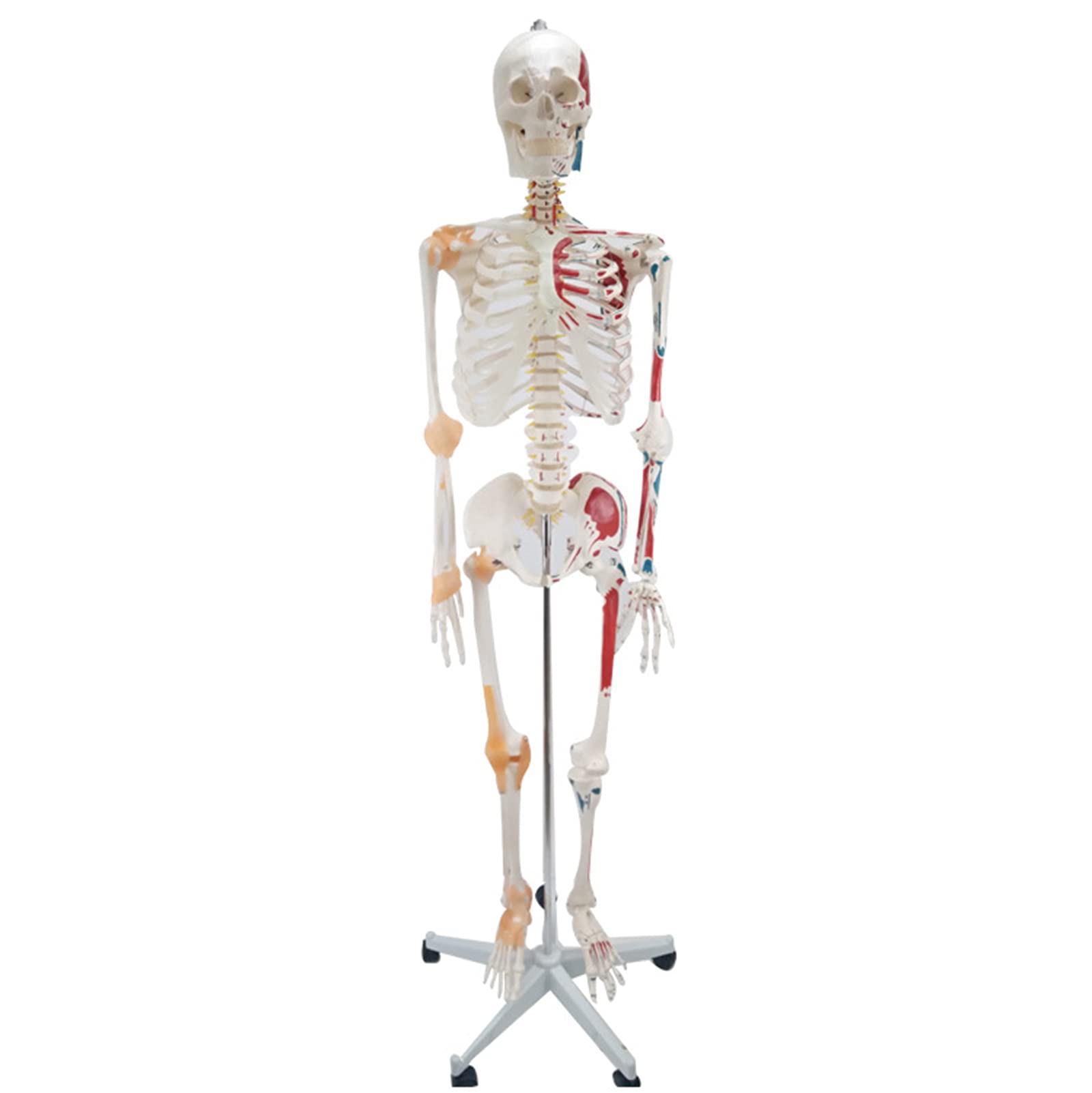 Buy TRFBC Life Size Human Skeleton Model, Human Skeleton Model, Full ...