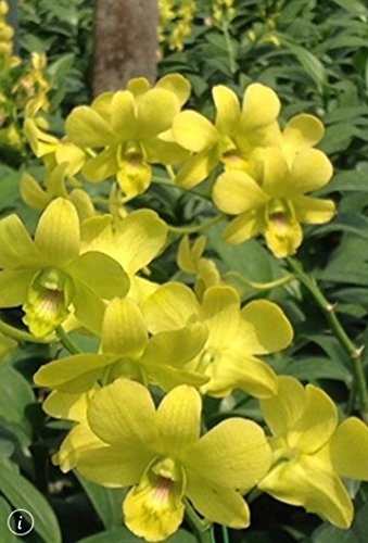 Royal Paradise Garden Rare Dendrobium Orchid Gold 91" 1 Small Healthy ...