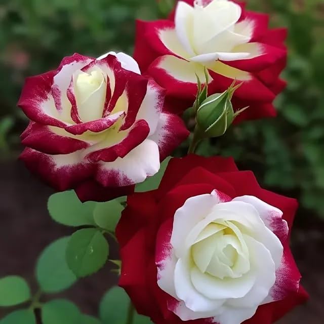 Beautiful Multicolour Rose Climbing Live Flower Plant for Indoor and ...