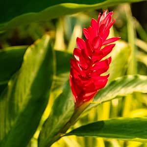 Amazon.com : 2 Red Ginger Plants Live for Planting 4 to 8 Inch Tall ...