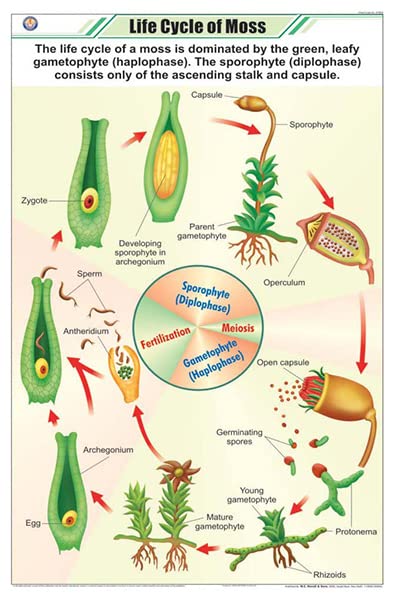 Stb40 Teachingnest Life Cycle Of Moss Chart 58x90cm Botany Chart ...