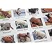 Amazon.com: Montessori Animal Match - Miniature North American Wildlife ...