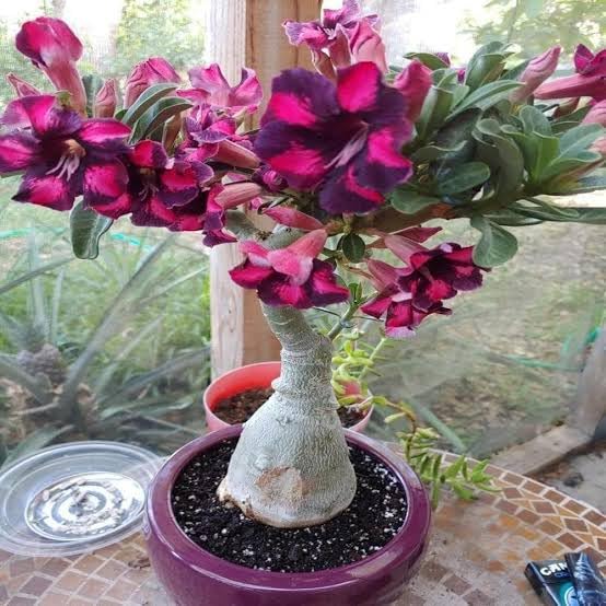 MB Plant shop rare Adenium Flower plant Pack Of 1 : Amazon.in: Garden ...