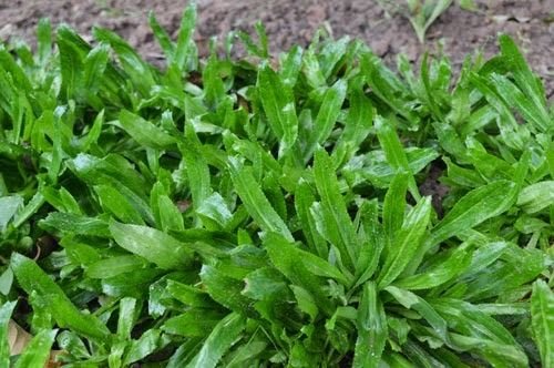 Generic 2,250 Seeds Recao, Culantro, Cilantro Ancho, Eryngium Foetidum ...