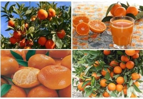 Cold-Hardy - Sweet Mandarin Orange Tree ( Citrus Reticulata ) 25+ Fresh ...