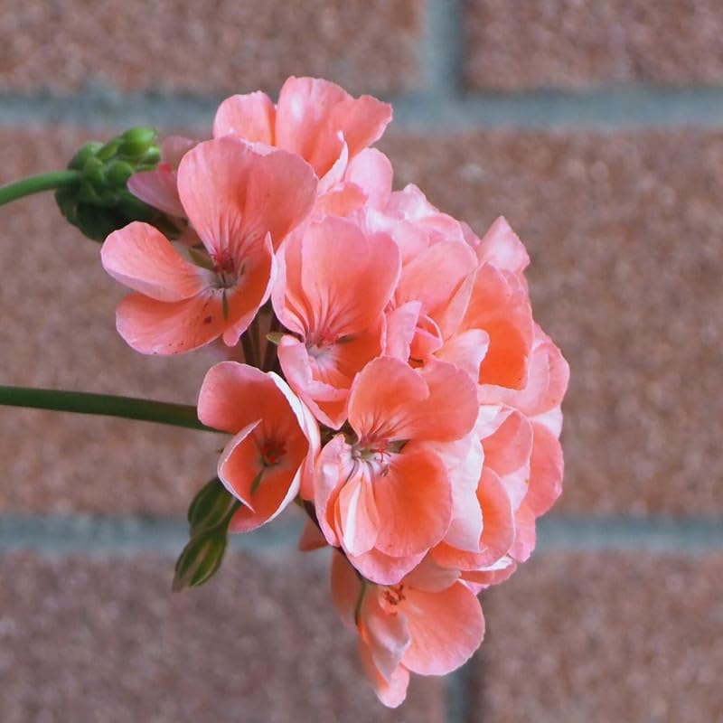 Amazon.com : 2 Geranium Plants Live, Salmon Geranium Live Plant in 4 ...
