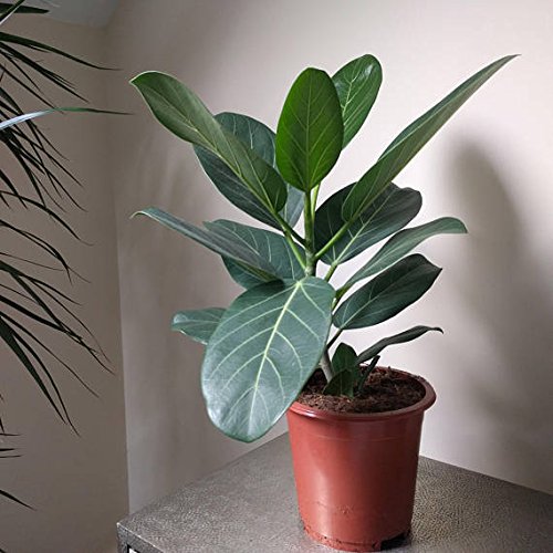 Buy Creative Farmer Tree Seeds Bengal Fig Ficus Benghalensis Houseplant ...