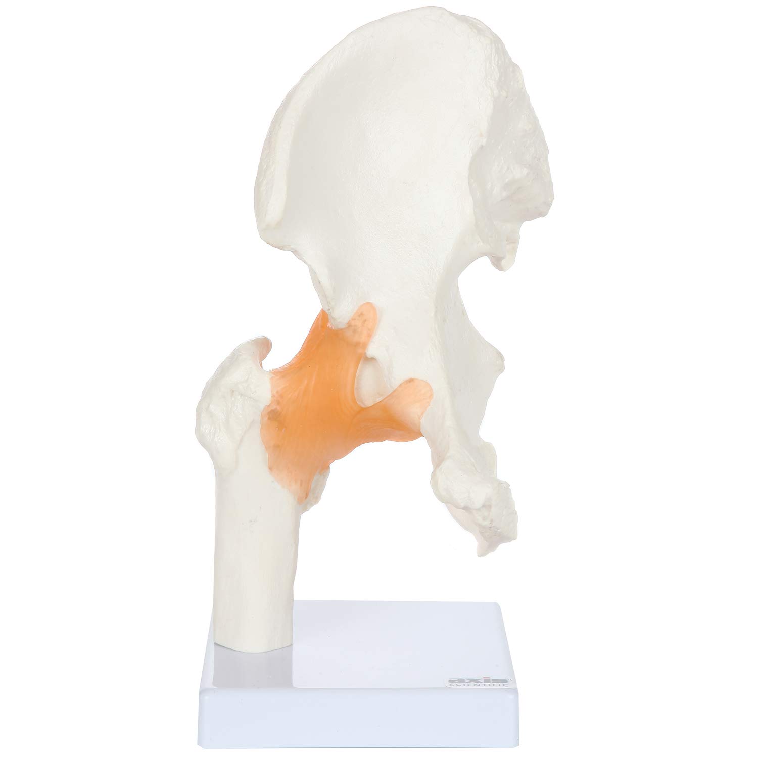 Buy Axis Scientific Life Size Hip Bone Model – Premium Hip Joint Model ...