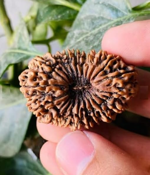 FOREVER Gems Real 21 Mukhi Rudraksha Original Certified Ekkis Mukhi ...