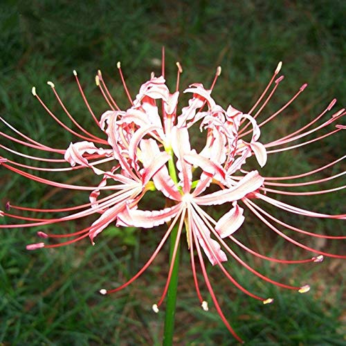 75 Seeds Lycoris Radiata Seeds Perennial Flower Seeds Natural Growth ...