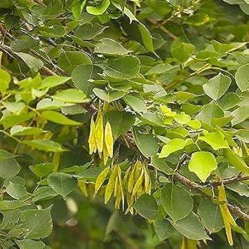 Guruji Plantation Sheesham Sissoo Shisham Sisam Tree Live Plant Indian ...