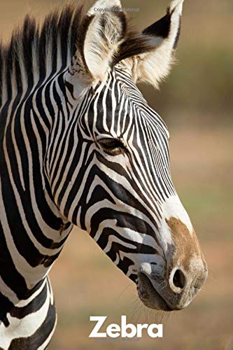 Zebra: Notebook with Animals for Kids, Notebook for Drawing and Writing ...