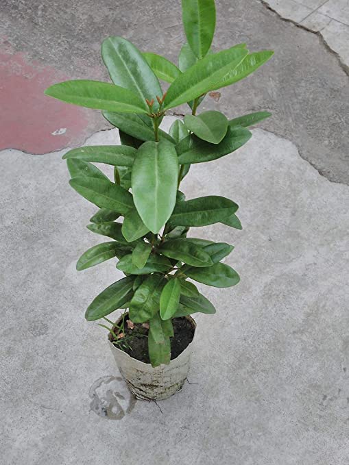 Greenvalue All Spice Healthy sarvasugandhi Pimenta Dioica Seedling ...