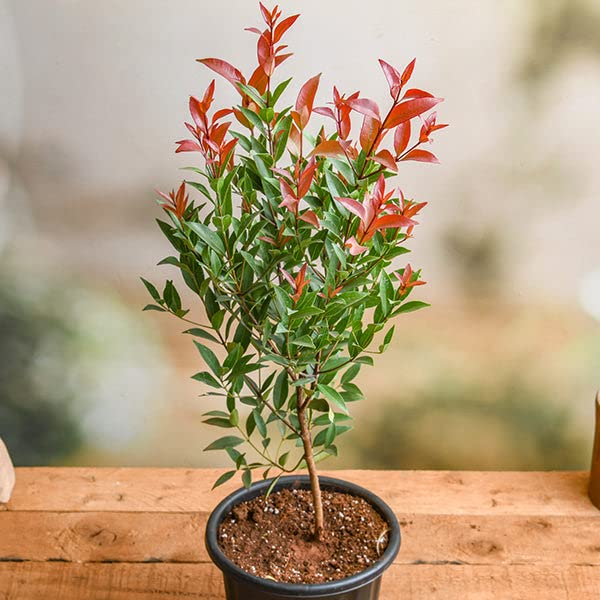 Syzygium Campanulatum, Christina tree - Plant : Amazon.in: Garden ...