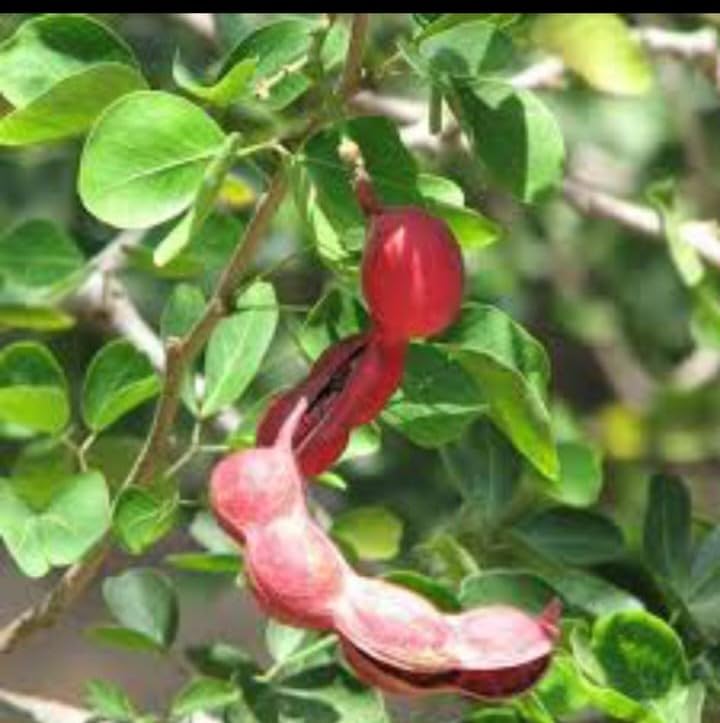 THE GREEN VIEW GARDENS Red Imli Sweet Imli Fruit Plant Grafted Plant ...