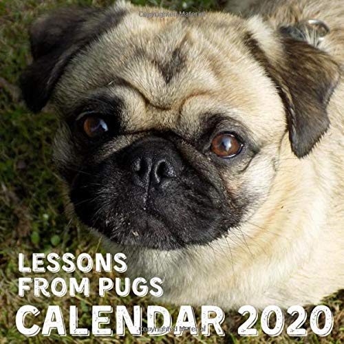 Lessons From Pugs Calendar 2020: January 2020 - December 2020 Photo ...