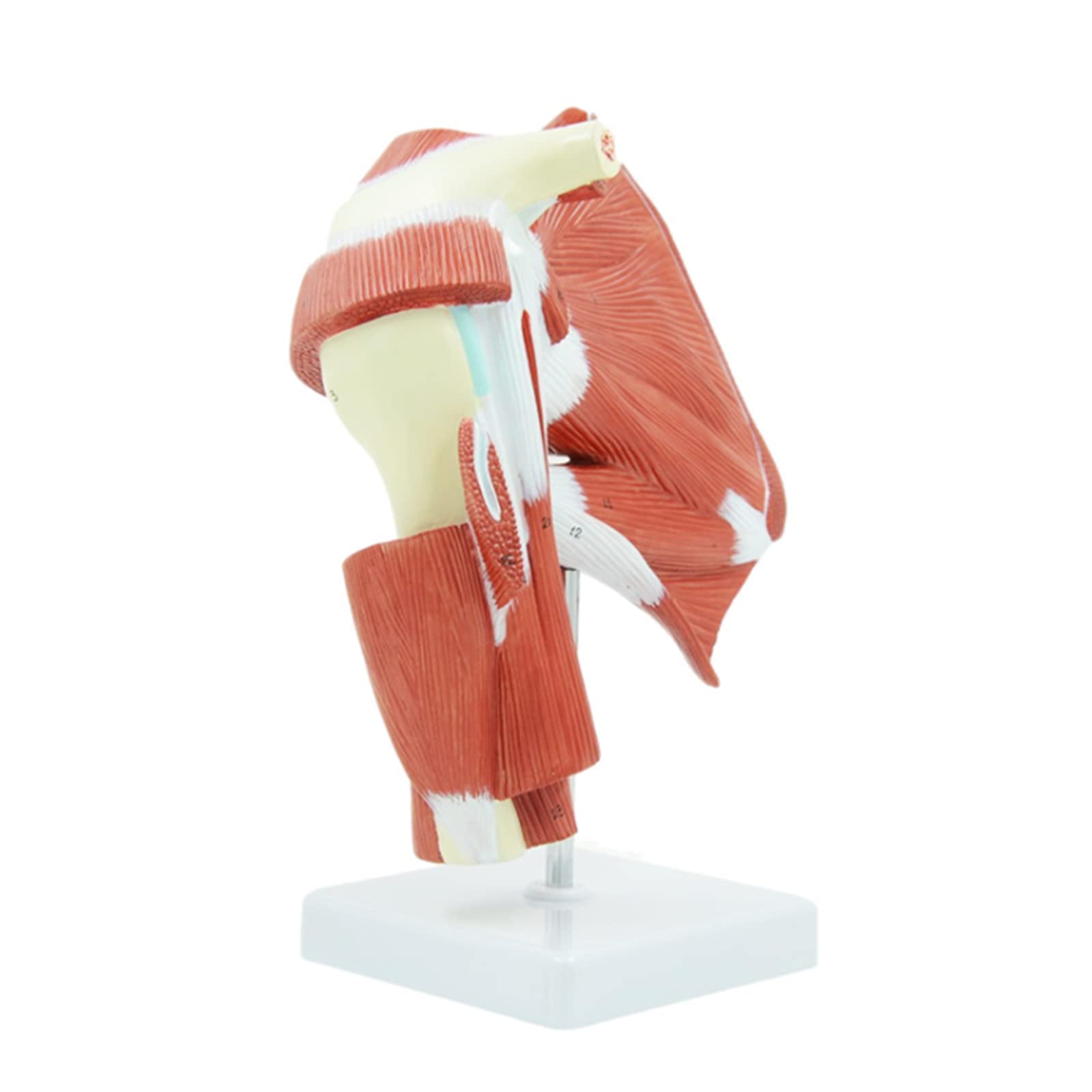 Buy Muscled Shoulder Joint Model – Medical Anatomy Skeleton Model ...