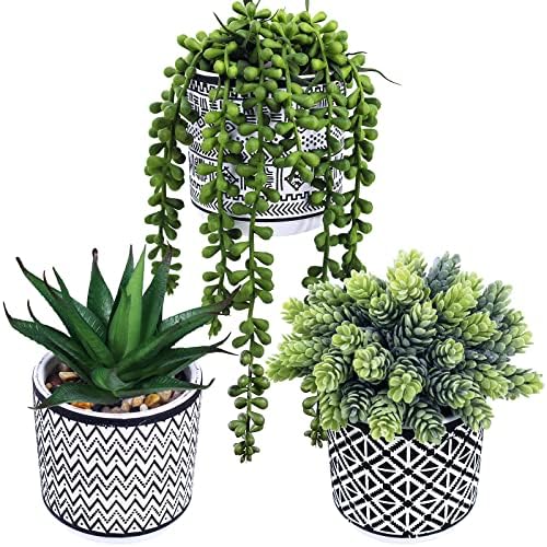 Amazon.com: Winlyn 3 Pcs Assorted Small Potted Succulent Plants ...