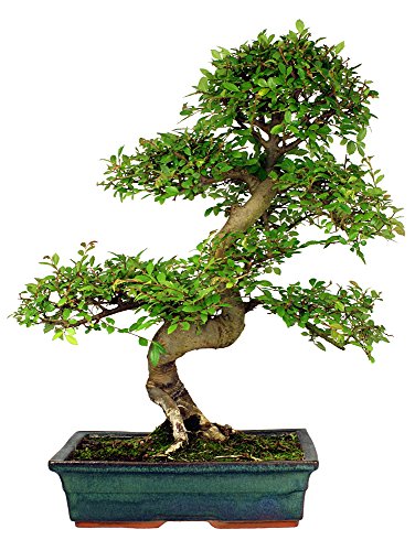 Bonsai Chinesische Ulme Kaufen