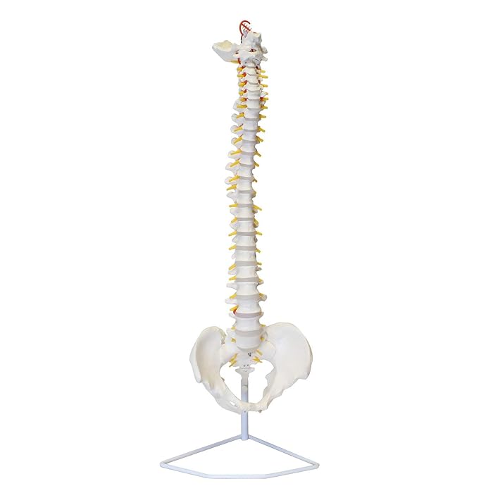 Buy Spine Model,85Cm Human Spine Model with Vertebrae, Nerves, Arteries ...