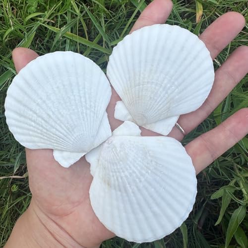 Amazon.com: sinkoo Scallop Shells White Natural Seashell 25 PCS for DIY ...