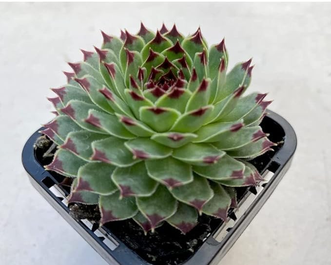 GREENZILLA Laxmi Kamal Sempervivum Form Of Goddess Lakshmi Lakshmi ...