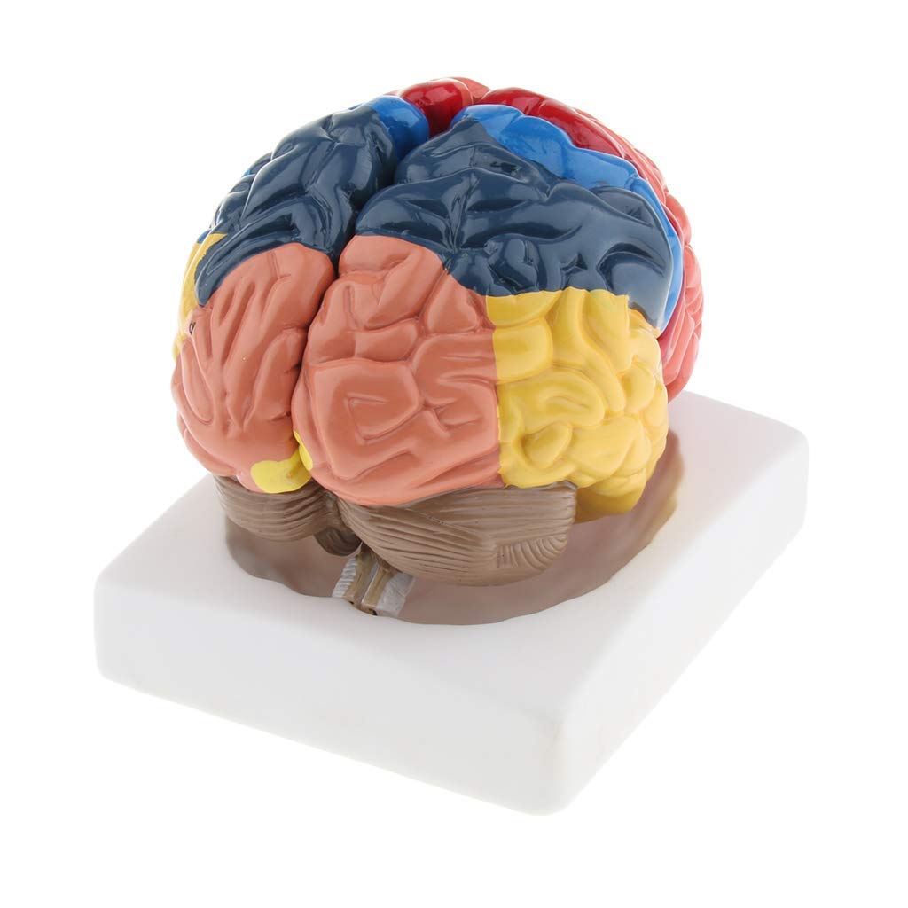 Buy WANGXNCase 4D Disassembled Anatomical Human Brain Model, Parietal ...