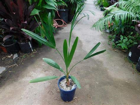 Mphmi Copernicia prunifera green - Plant : Amazon.in: Garden & Outdoors
