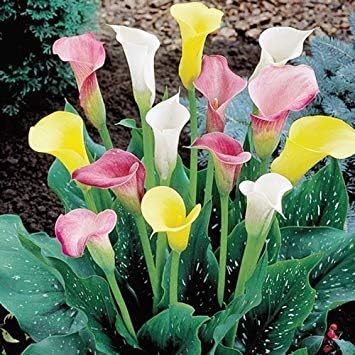 Amazon.com : Calla Lily Mixture (3 bulb) Ideal for Pots and Planters ...