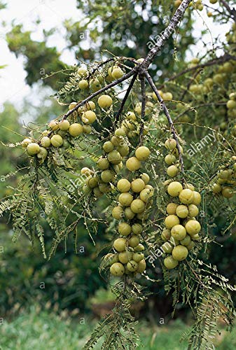 Trothic Gardens Dwarf Rare Indian Gooseberry (Amla) Tree Live Plant ...