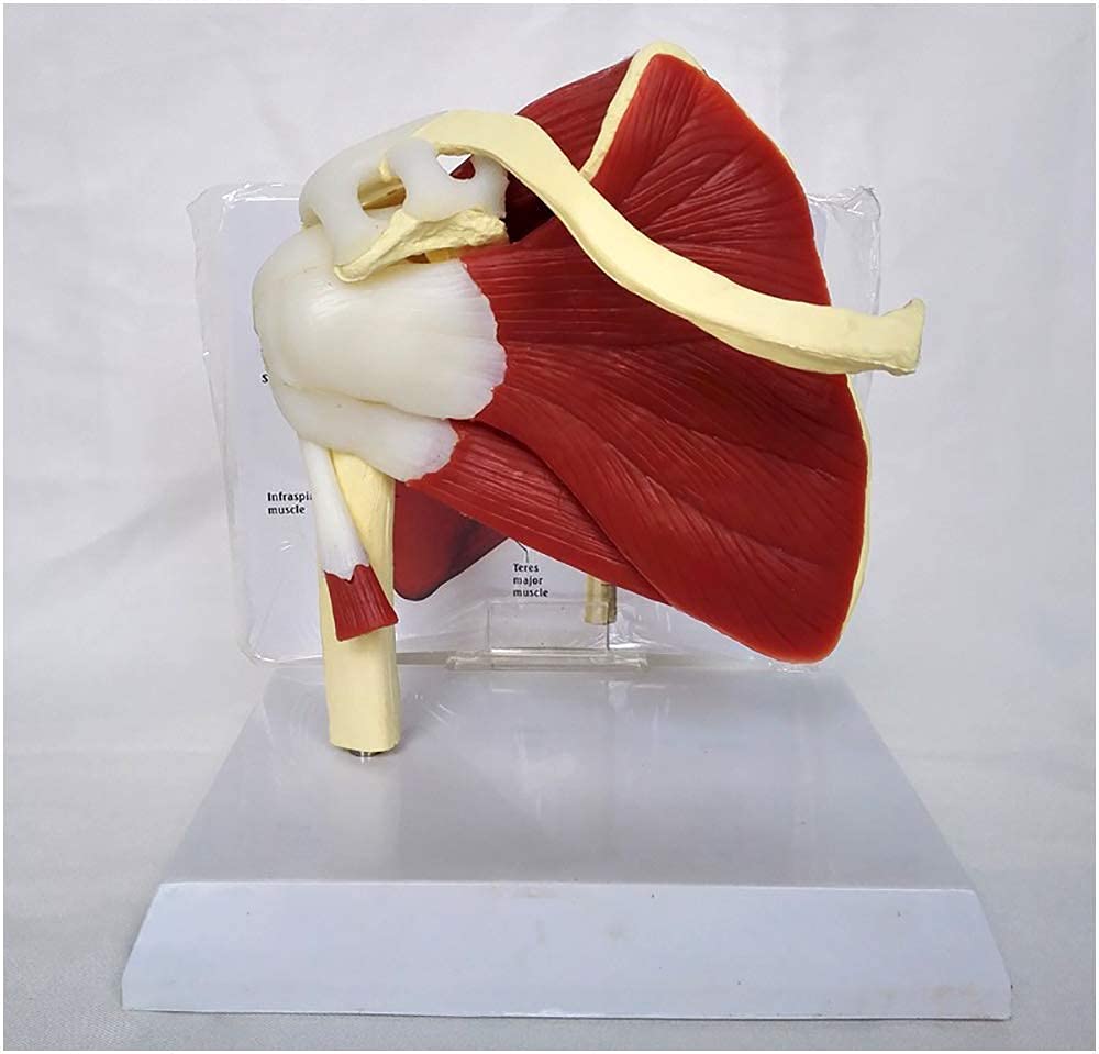Buy Shoulder Joint Model - Human Shoulder Joint with Muscle Anatomy ...