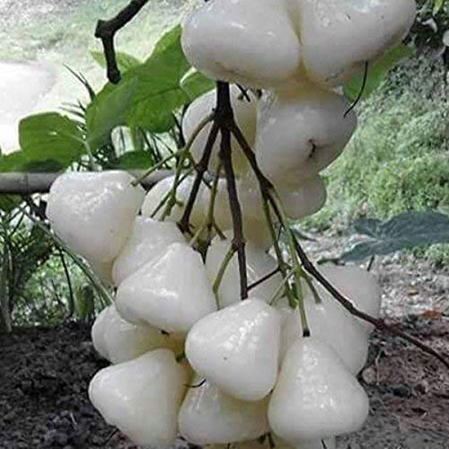 Creative Farmer Live Plant Champa Rare Syzygium Samarangense White Wax ...